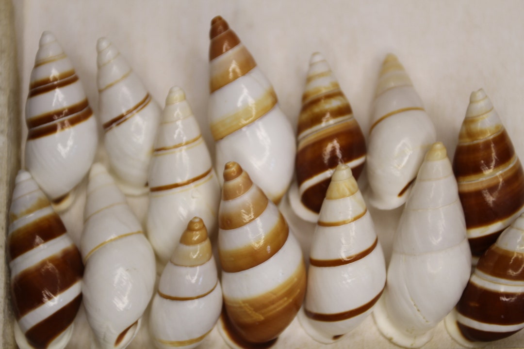 SNAIL SHELLS, Land Snails Craft Supply,sailors Valentines,shell Craft ...