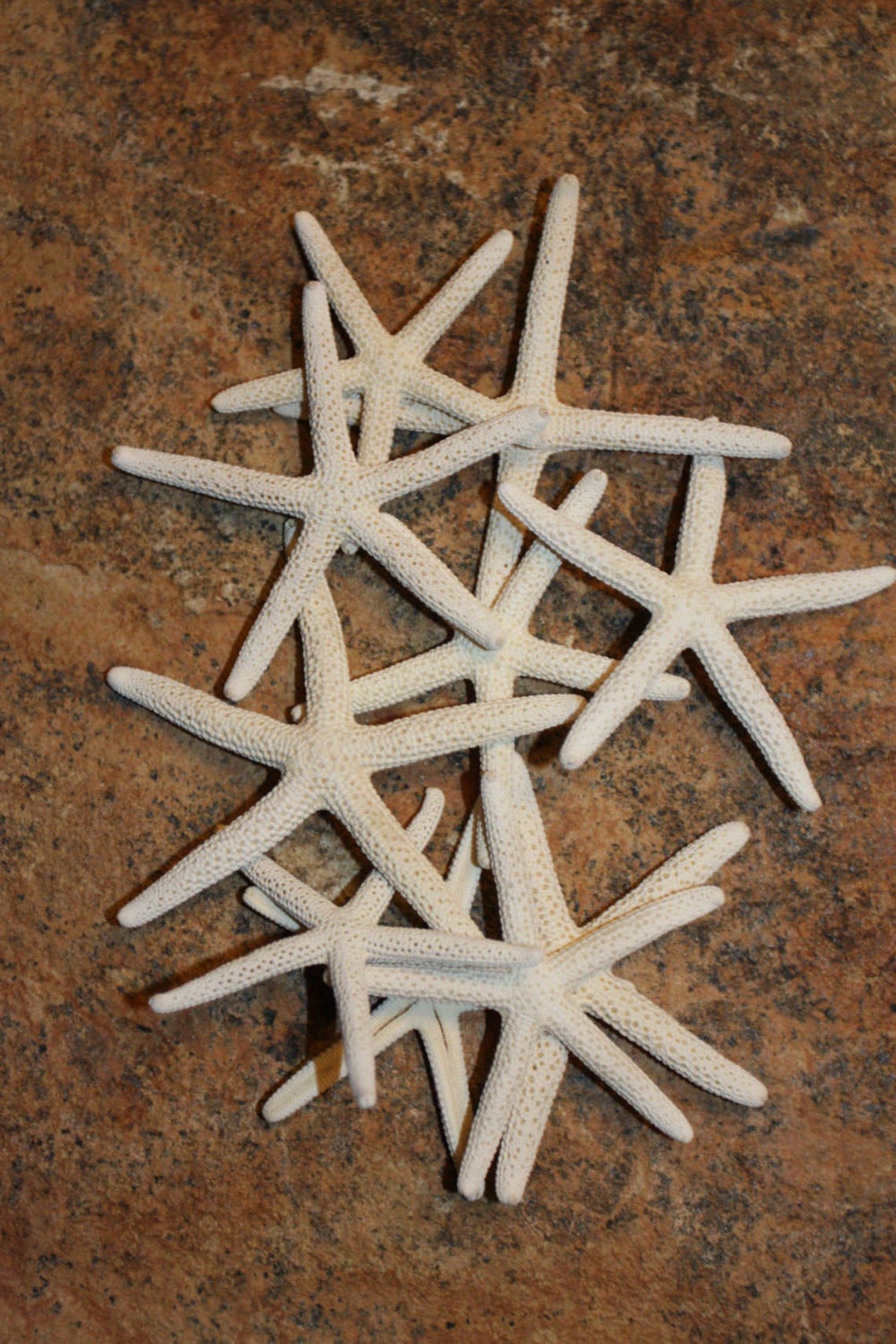 Starfish 2 3 1/2 Bleached White Starfish DIY | Etsy