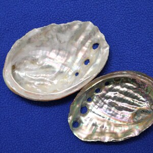 KOREAN ABALONE SEASHELLS / Custom Greeting Card Crafts Supply / Jewelry ...