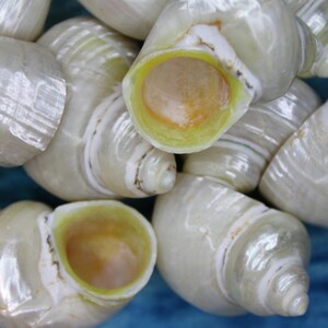 Pearled Turbos Seashells, Large Gold Mouth, Chrysostomus, Focal Point ...