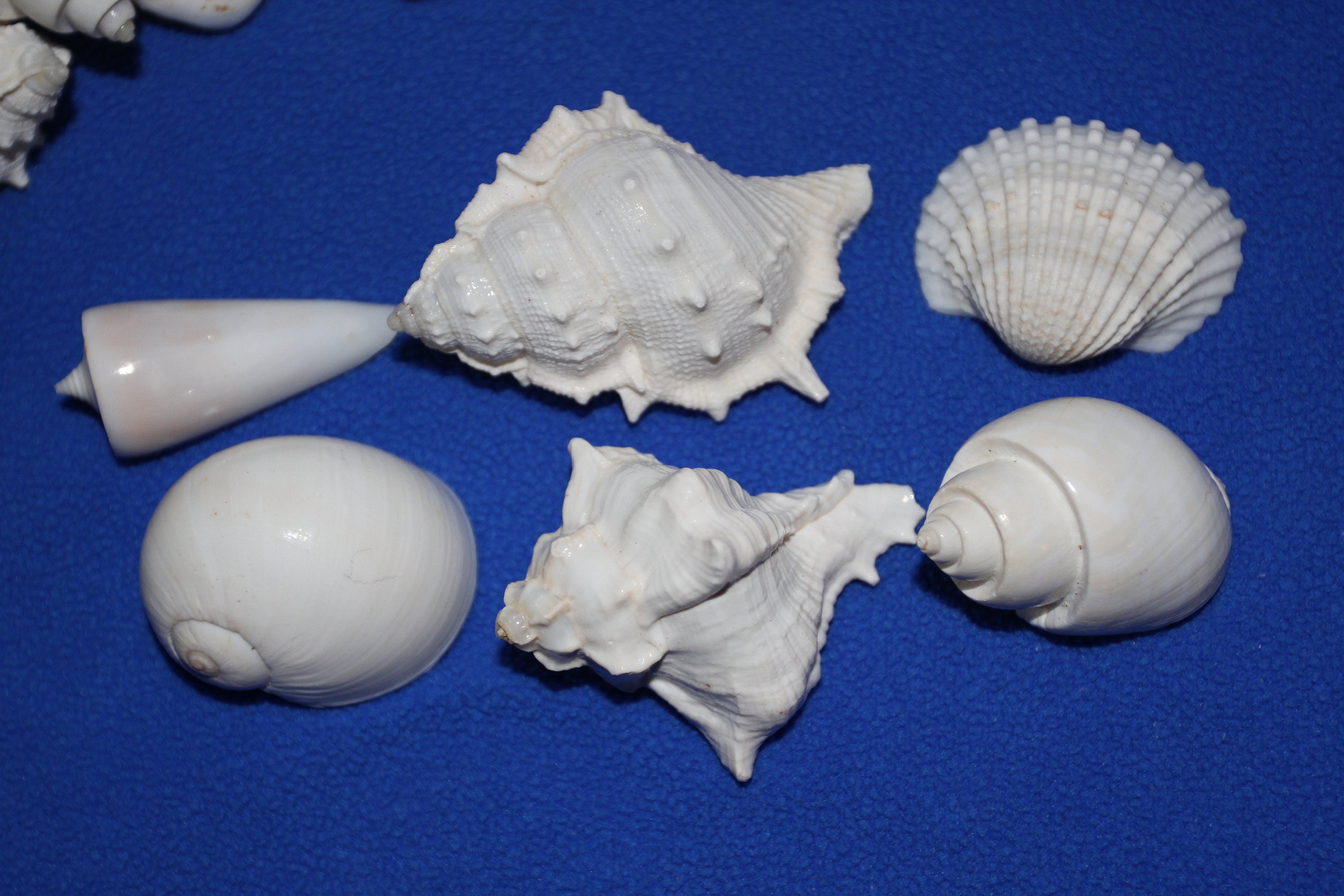 White Wedding Shells 2 plus Lbs Free Ship 275 | Etsy