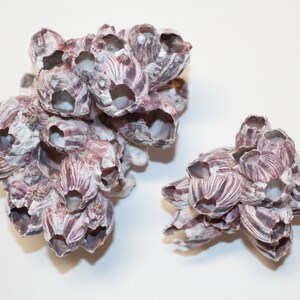 BARNACLE Clusters, Beautiful Purple Hues, Home Decor, Craft Supplies ...