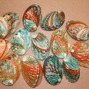 KOREAN ABALONE SEASHELLS / Custom Greeting Card Crafts Supply / Jewelry ...