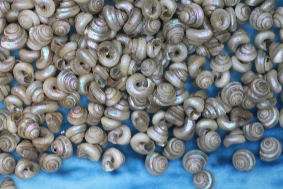 Venetian Snail Pearled, Tiny Seashells, Art Supply, Shell Crafts ...