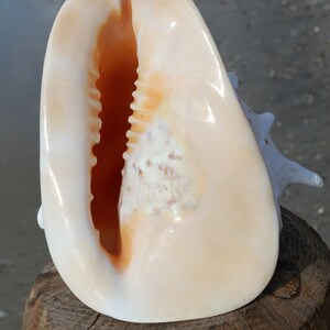 SEASHELL Large Helmet Shell, Ocean Display, Mothers Day Gift, Beach ...