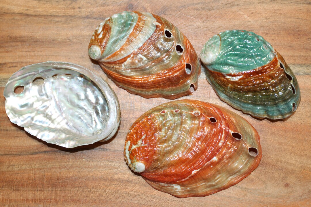KOREAN ABALONE SEASHELLS / Mothers Day Gift / Crafts Supplies / Jewelry ...