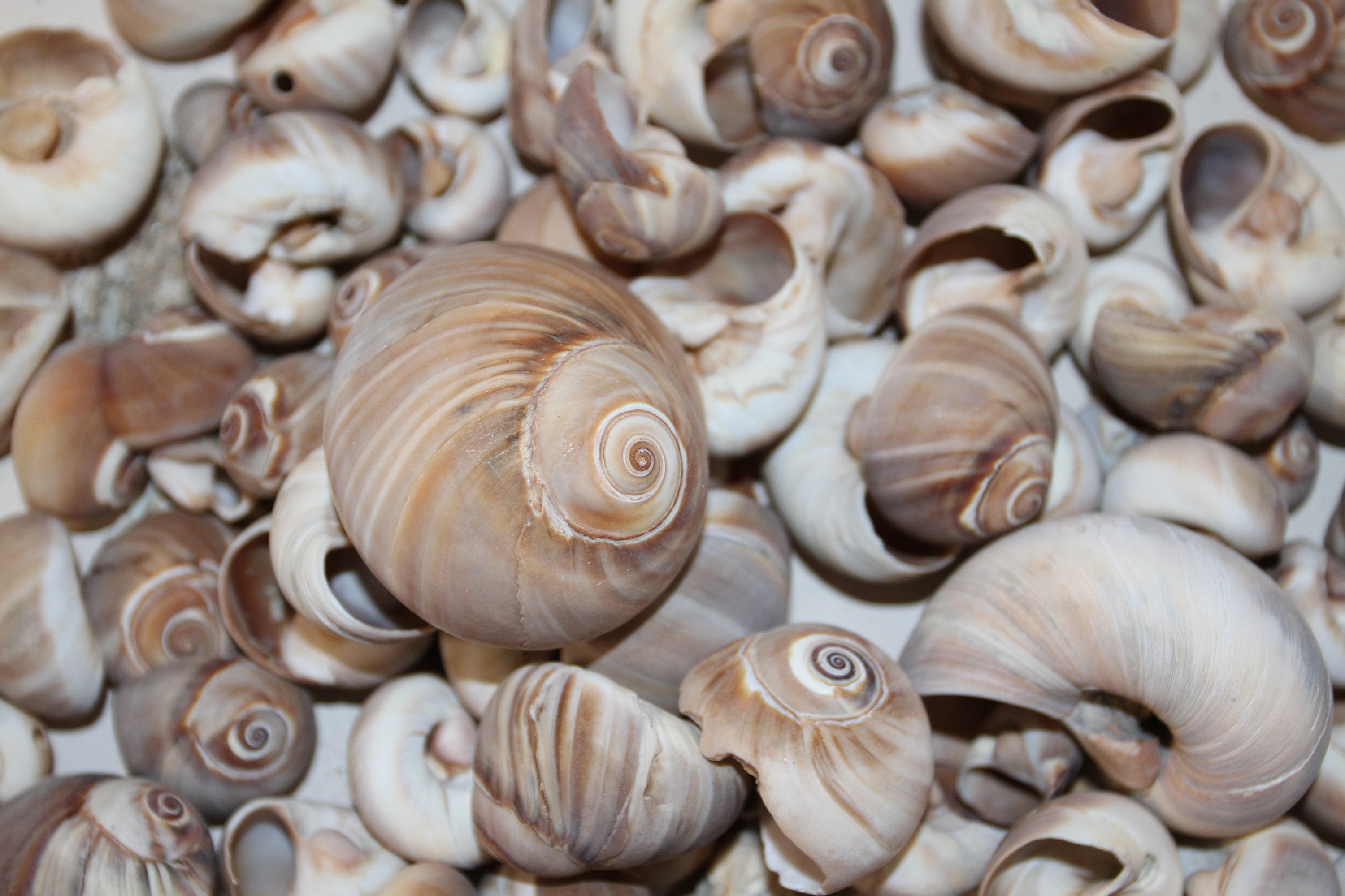 Sharks Eye Shell Clipart