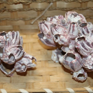 BARNACLE Clusters, Beautiful Purple Hues, Home Decor, Craft Supplies ...