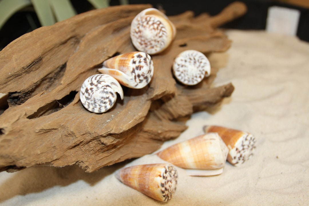 Conus Planorbis, Cone Seashells, Craft Suppy, Beach and Coastal Home ...