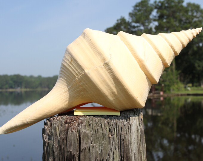 Large Syrinx Aruanus, 17 Good Condition, Display Shell, Australian ...