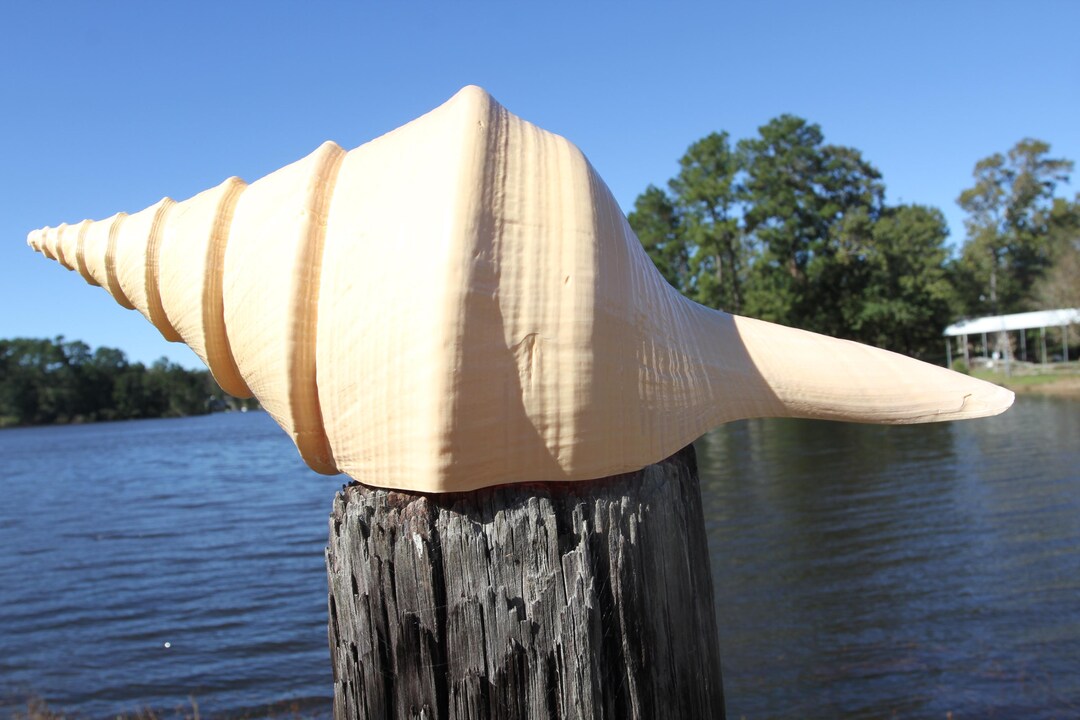 AUSTRALIAN TRUMPET, Syrinx Aruanus ,19" Good Condition, Large Display ...