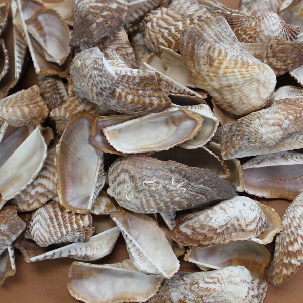 Turkey Wing Shells - Etsy