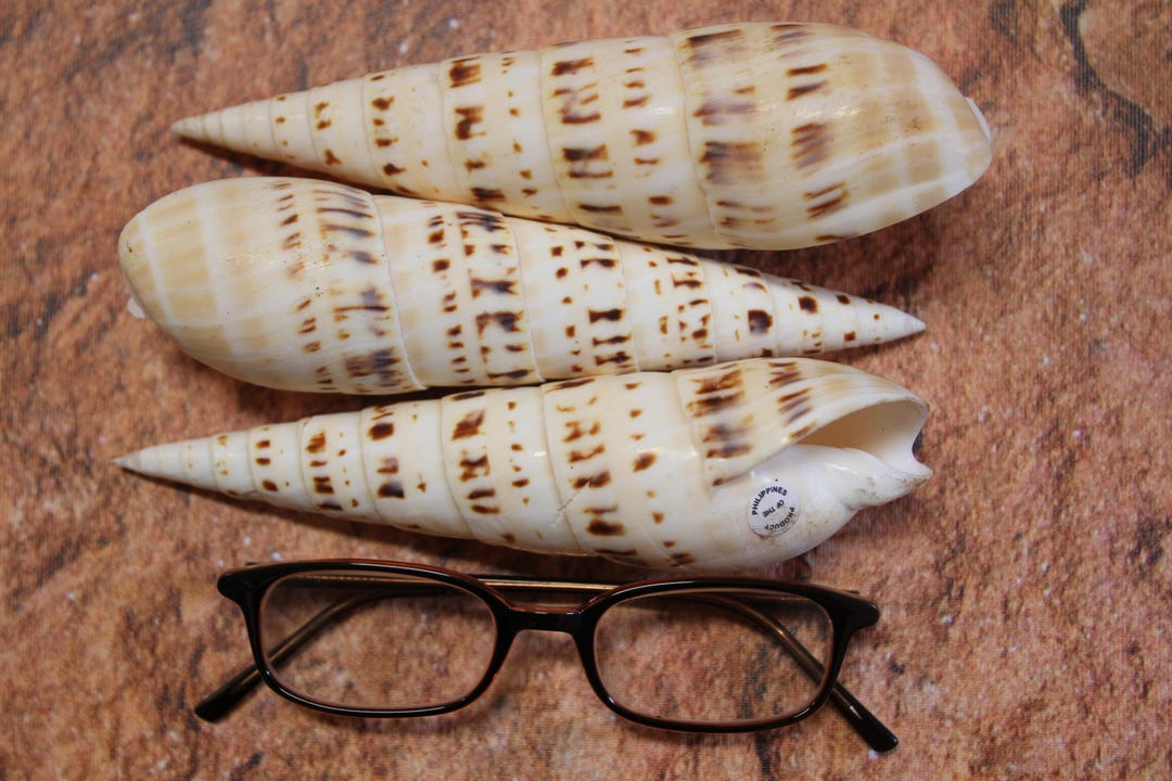 Huge TEREBRA MACULATA, Shadowbox Display Seashell, Beach Decor ...