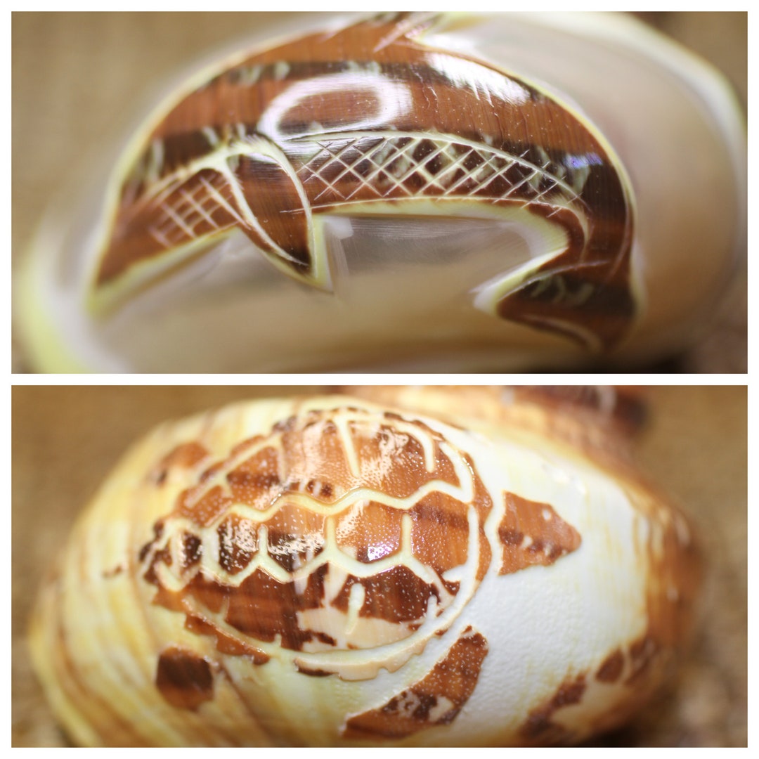 CARVED Seashells Petholatus Sea Turtle and Dolphin Gifts Foa Shell ...