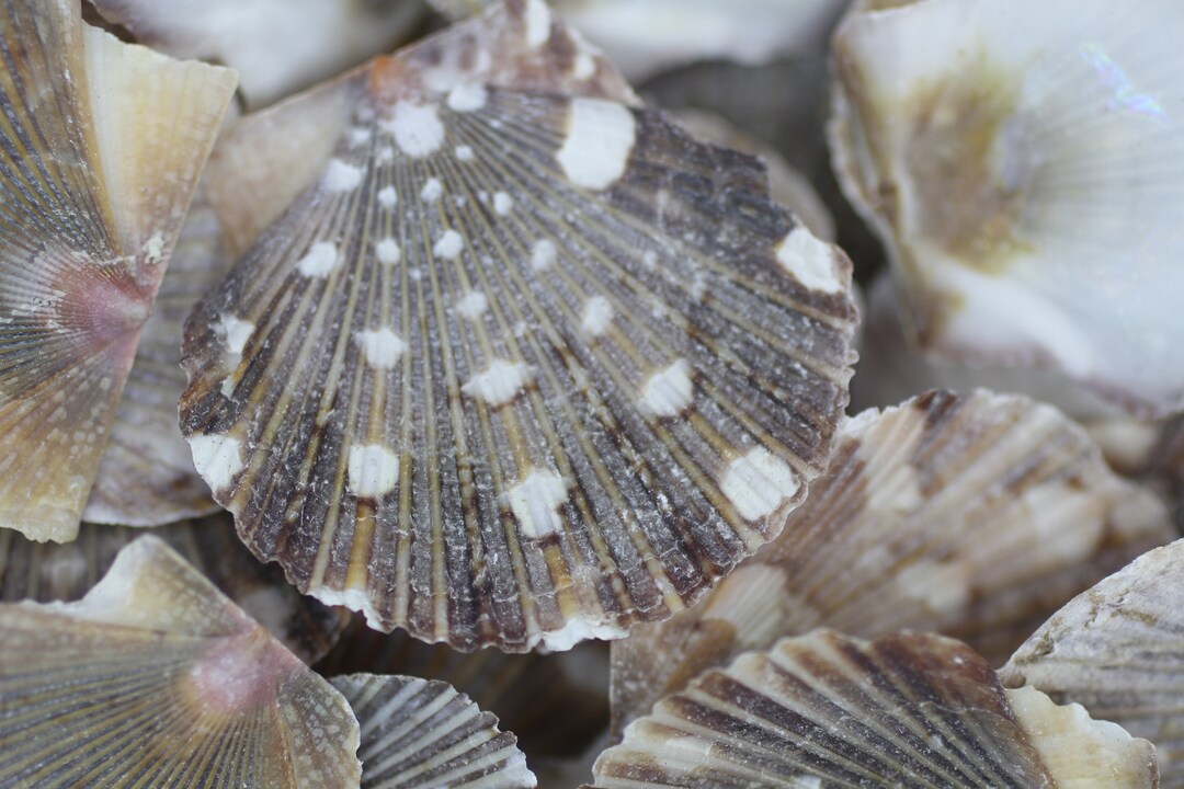 Pyxidatus Flats, Unique Patterns, Flat Scallop Seashells, Pectens, Flat ...