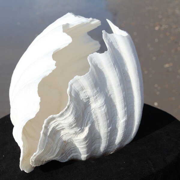 Clam Shell - Etsy