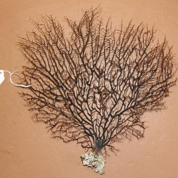 Sea Fan - Etsy