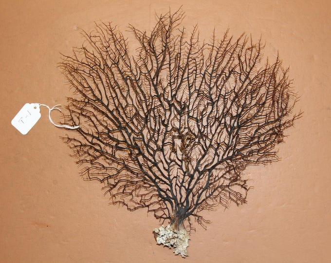 SEA FAN, Real Natural Black Fan, Round and Perfect the Shape for ...