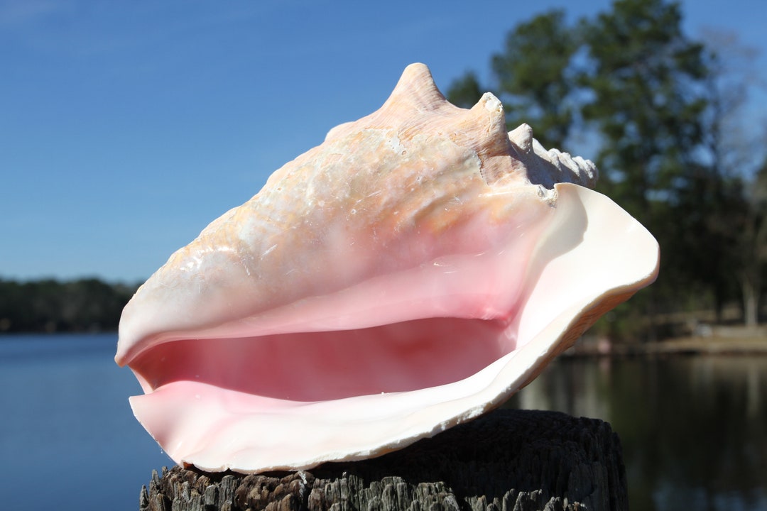 8 9 Beautiful Display Pink Conch Shell Home Decor, Free Ship W-2 - Etsy