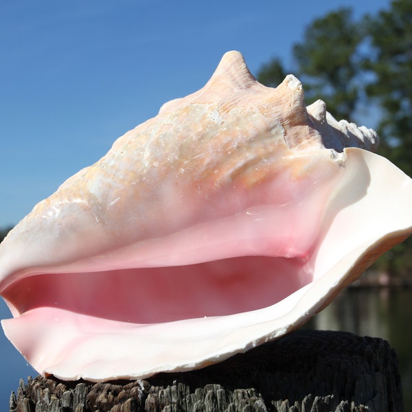 Conch Shell Horn - Etsy