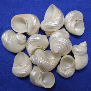 PEARLED TURBOS, Upscale Seashells,silver Mouth, All Occasion Gift ...