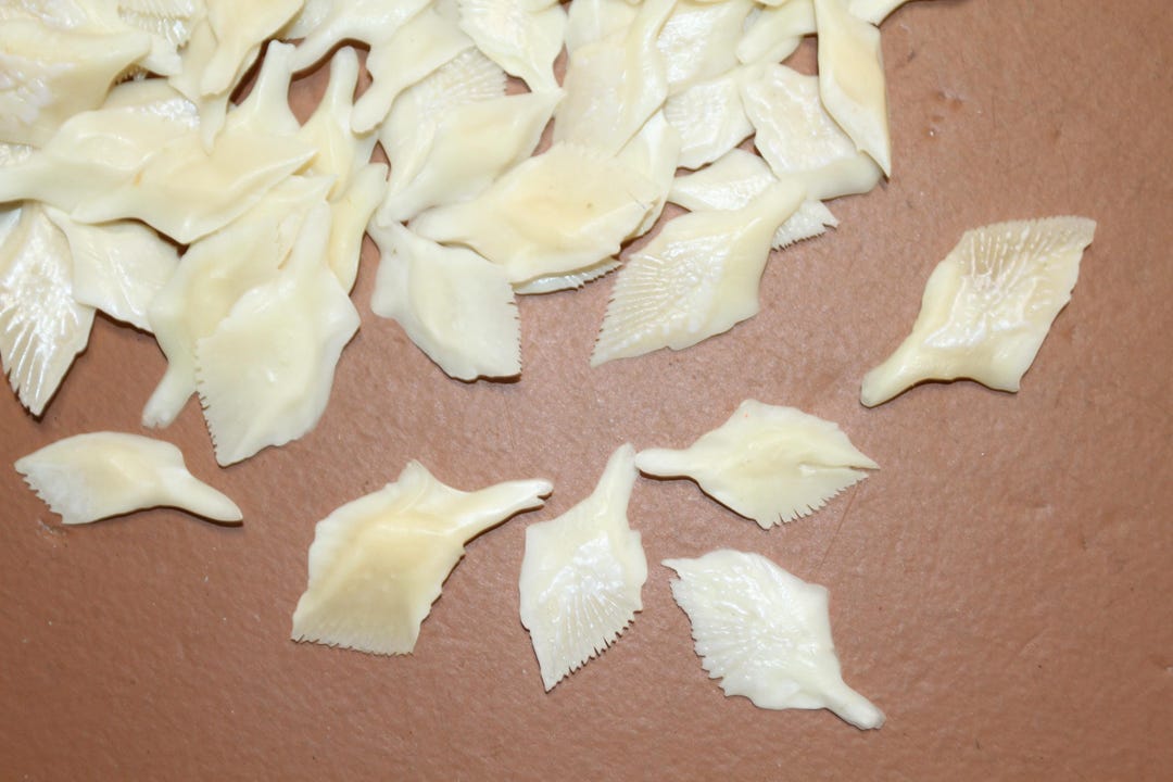 MONSTER SCALES, Ivory Tone Gar Scales, Shell Crafting, Craft Supply ...