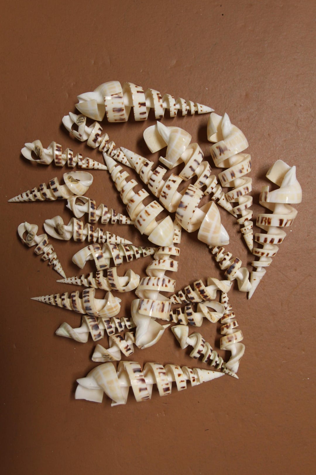 SPIRAL CUT SEASHELLS, Collectible Shells, Display Seashells, Wreath Supply, Bath Decor, Garden ...