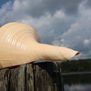 Australian Trumpet Syrinx Aruanus ,1718 Good Condition, Large Display ...