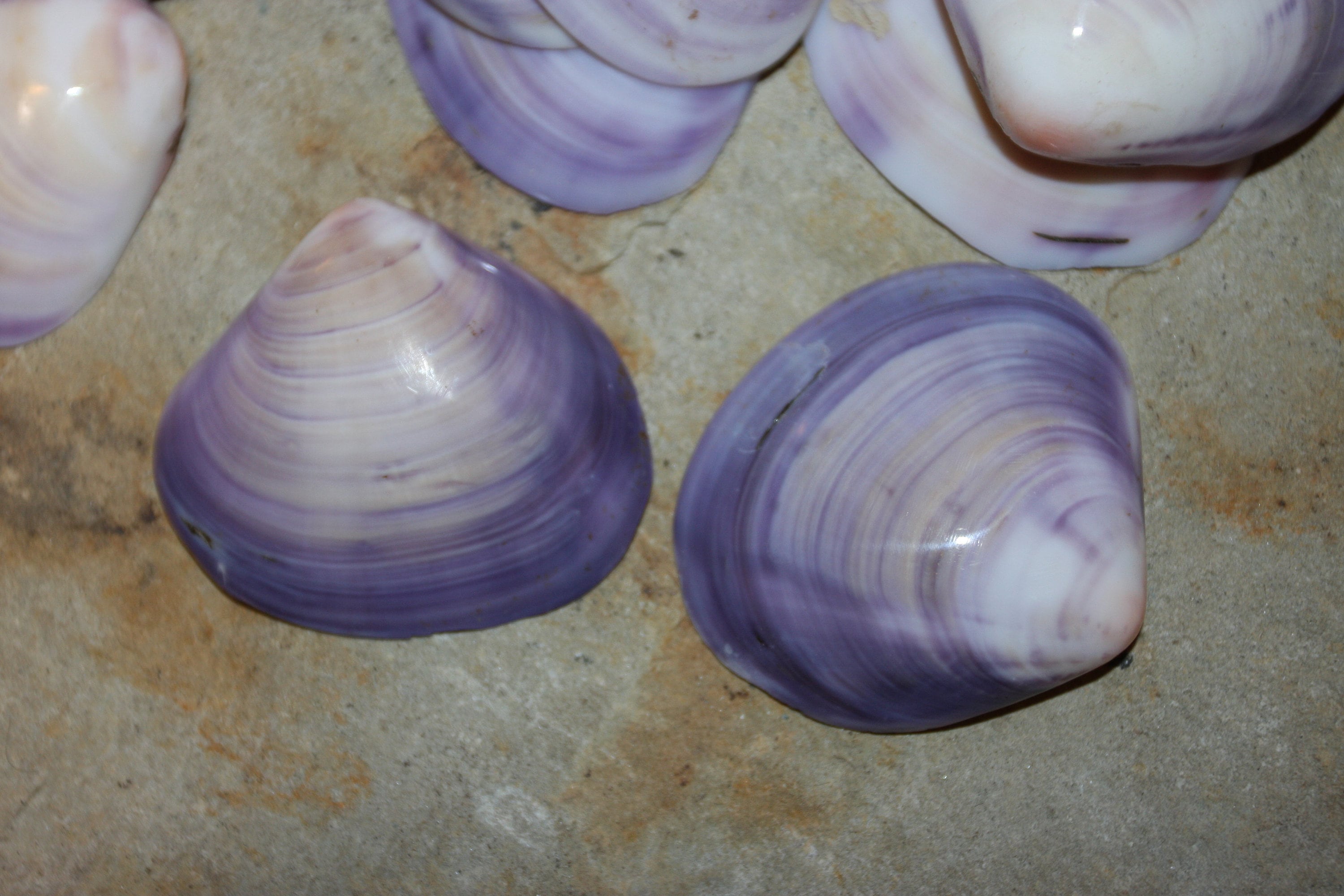 25 Polished Purple Clam Halves Jewelry Supply Glossy | Etsy