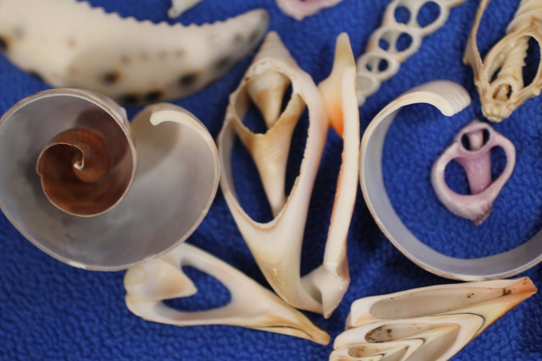 CUT SEASHELLS, Sliced, 25 Assorted Craft Supplies, Jewelry Supplies ...