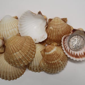 MEXICAN CUP Seashells, Sailors Valentine Seashell, Wedding Decor, Beach ...