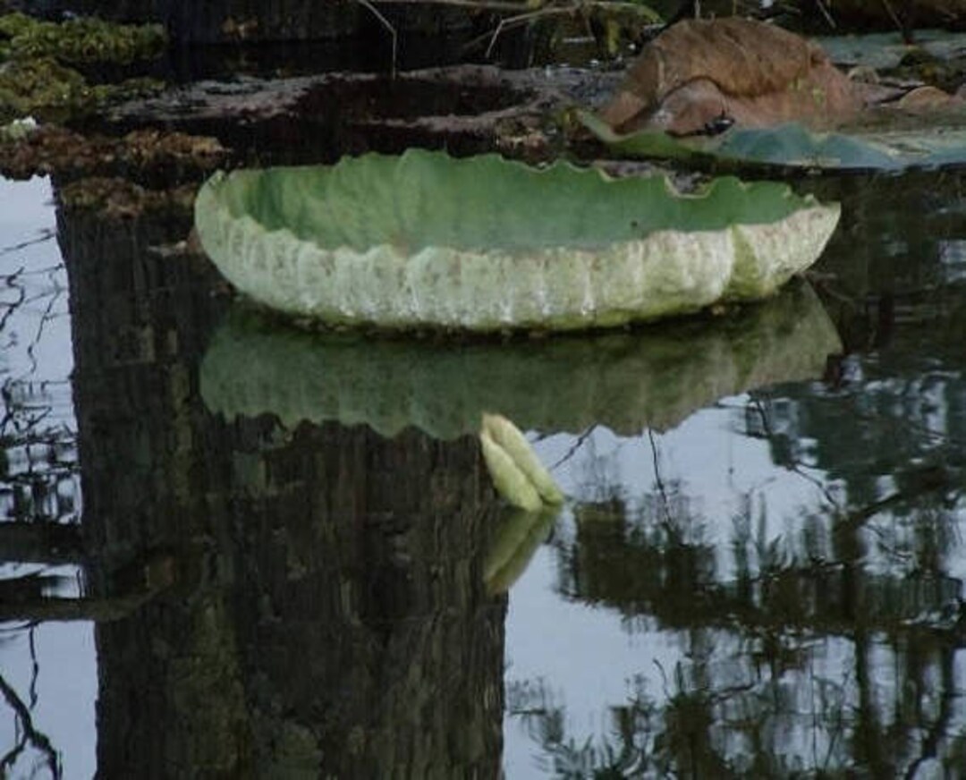 Lily Pad Mississippi Swamp Photo, Free Shipping, Original Signed Photo ...