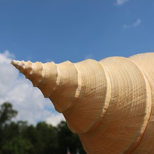 Australian Trumpet Syrinx Aruanus ,1718 Good Condition, Large Display ...