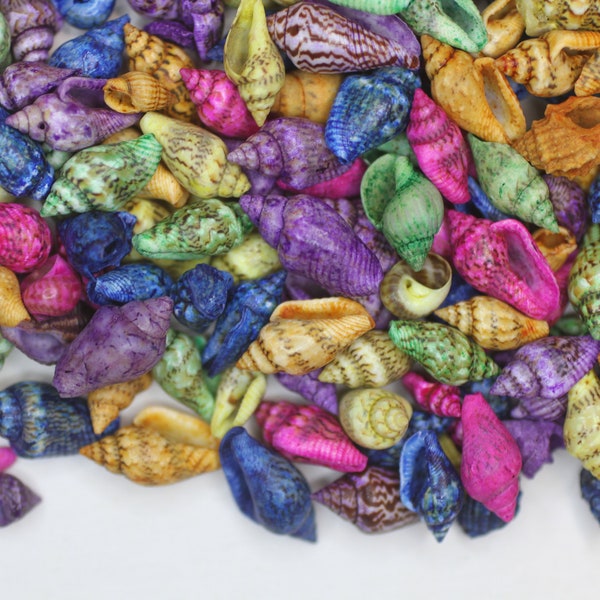 Bulk Seashells - Etsy