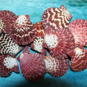 PECTEN, Pairs, Seashells, Pecten Palliums, Collectibles,beach Decor ...