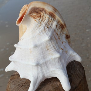 SEASHELL Large Helmet Shell, Ocean Display, Mothers Day Gift, Beach ...