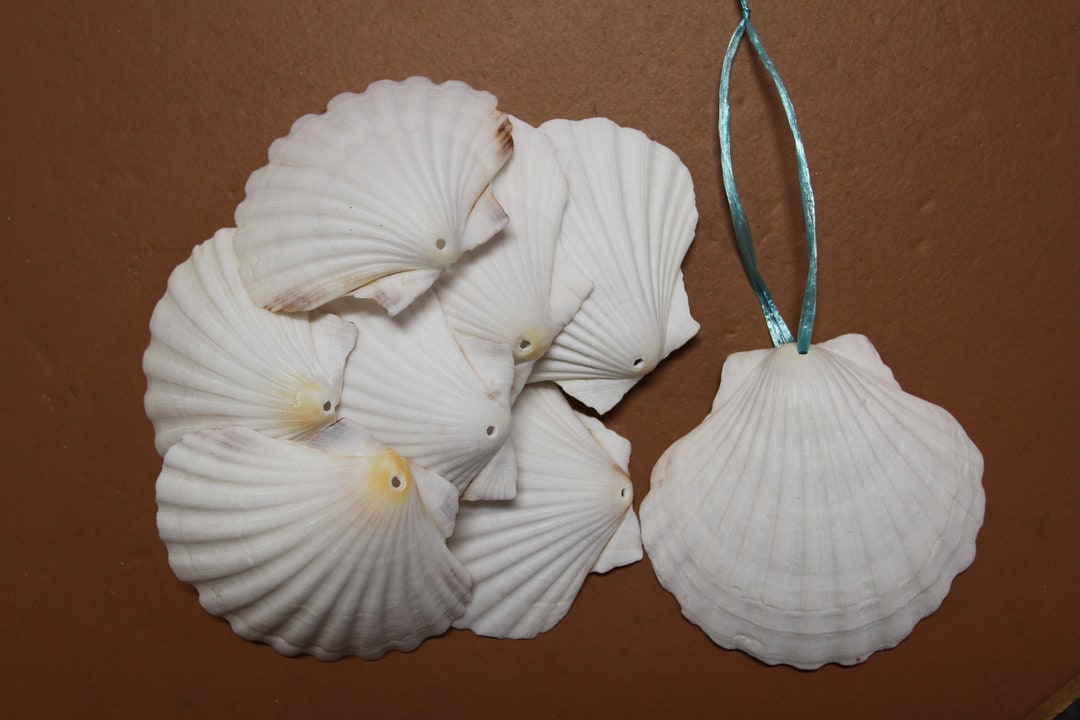 DRILLED IRISH CUPS, Seashell Crafts, Beach Decor, Christmas Ornaments ...