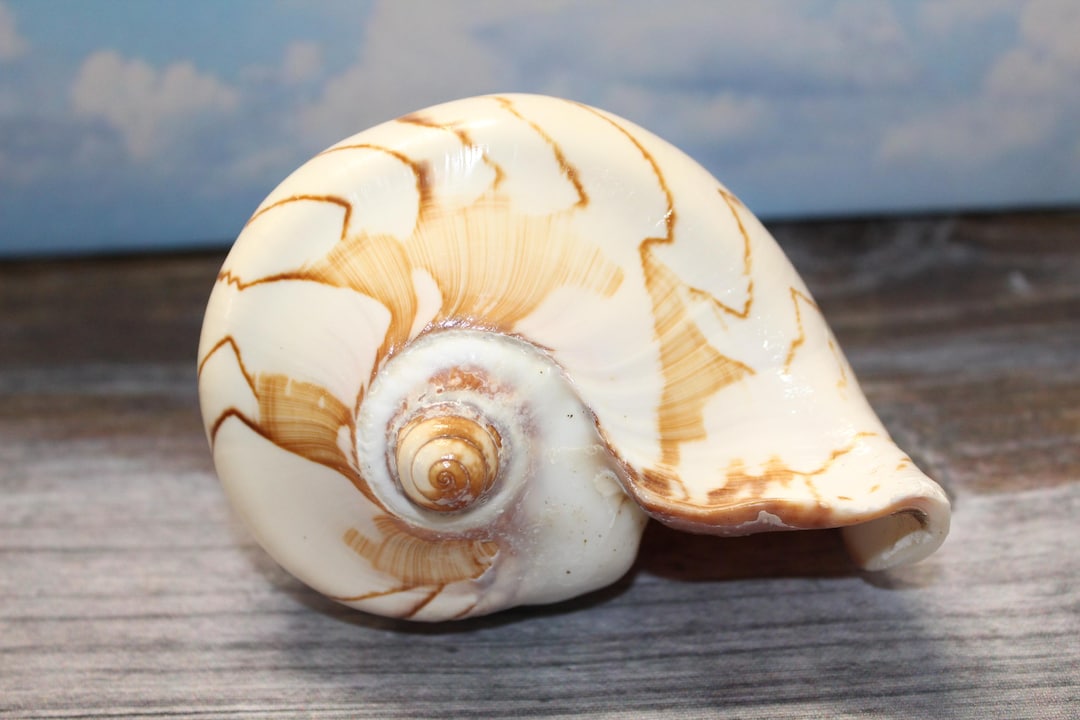 VOLUTA NOBLIS, Extra Large Shell,beach Decor,wedding Decor,all Occasion ...