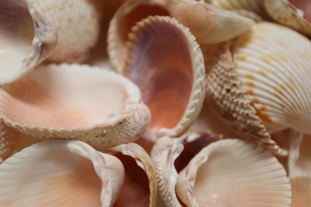 Florida Prickly Cockles Seashell Crafts Supplies- Upscale Crafts ...