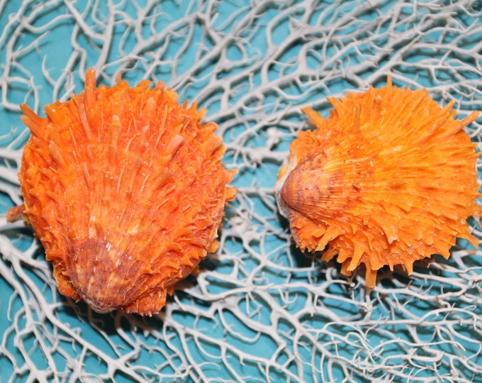 SPONDYLUS, Barbatus, Orange Spiny Oysters, Home Decor, Craft Supplies ...