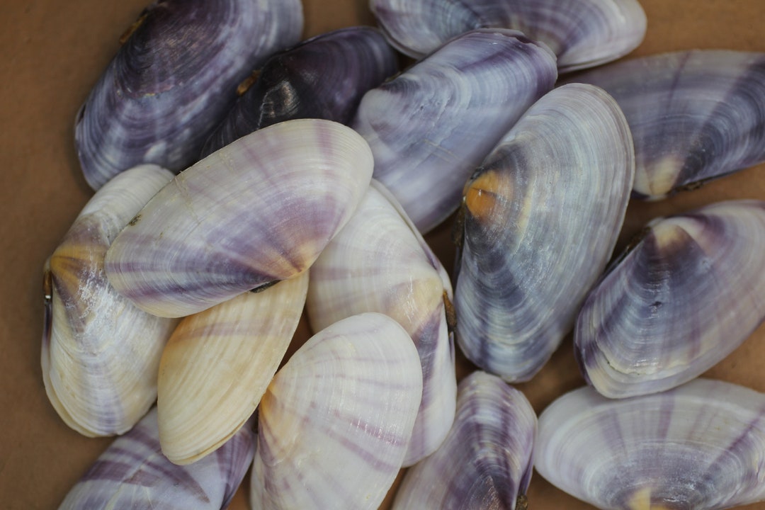 Purple Tellin, True Color, Medium Elongated Seashells, Shelf Display ...