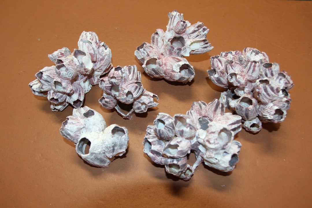 BATHROOM Decor,purple Barnacle Clusters, Teachers Aid, Home Decor ...