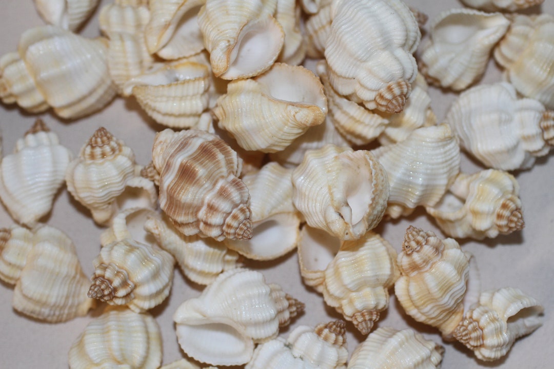 Large Nutmeg Craft Seashells, Free Ship SS-158 - Etsy