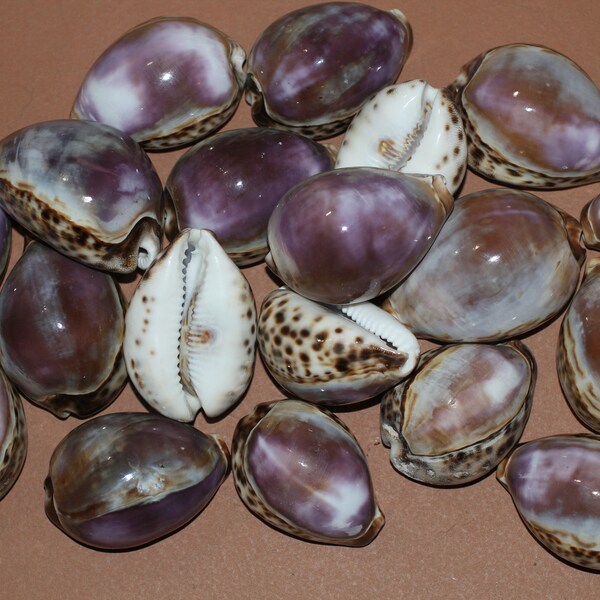 Purple Cowrie - Etsy