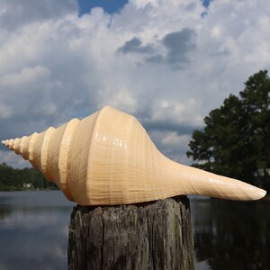 Australian Trumpet Syrinx Aruanus ,1718 Good Condition, Large Display ...