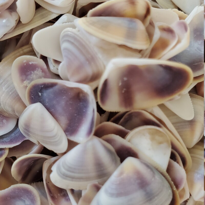Craft Shells - Etsy