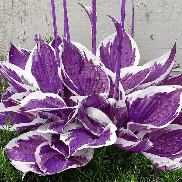 Premium Rare Hosta Seeds - Etsy