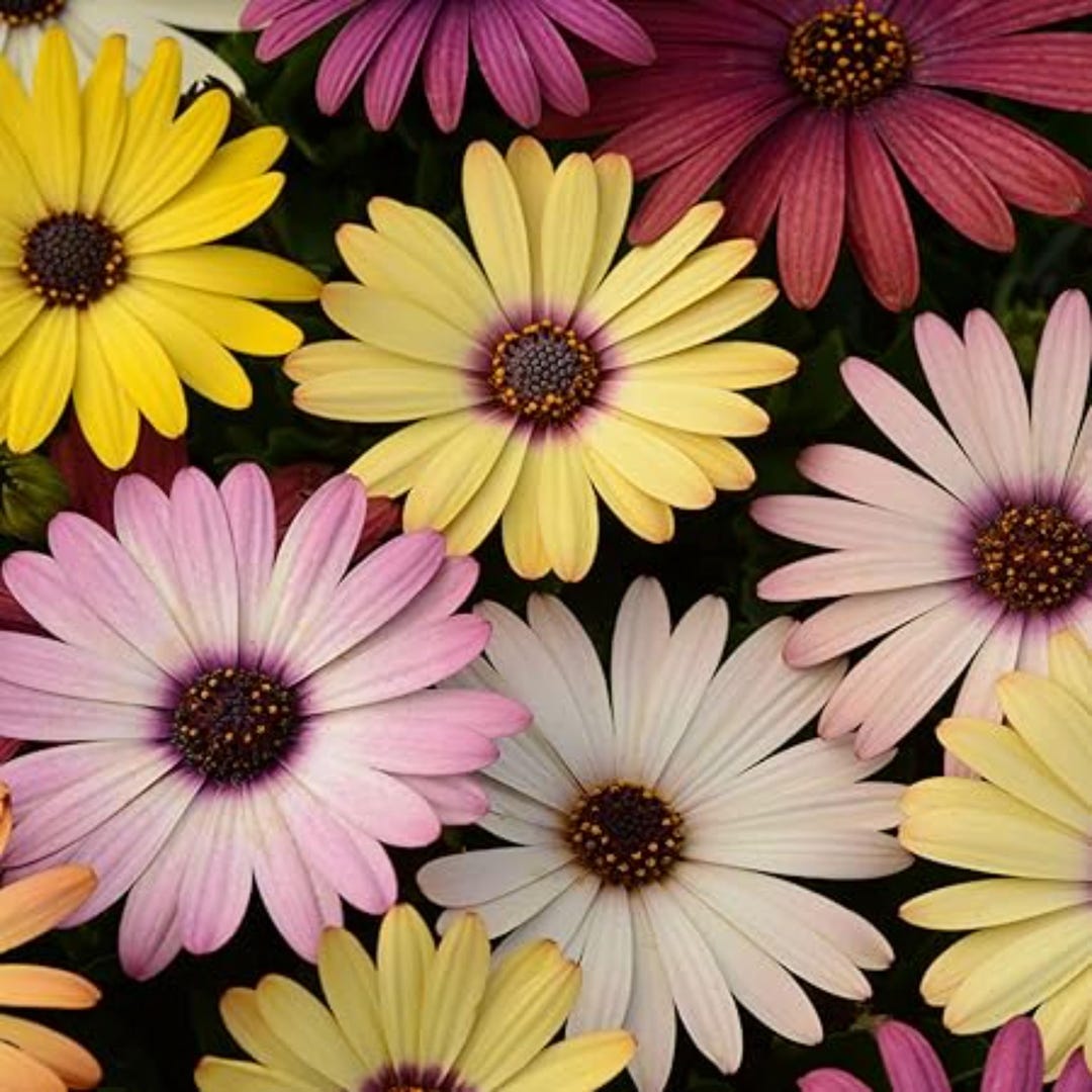 Outsidepride Grand Canyon Mix Osteospermum African Daisy Seeds ...