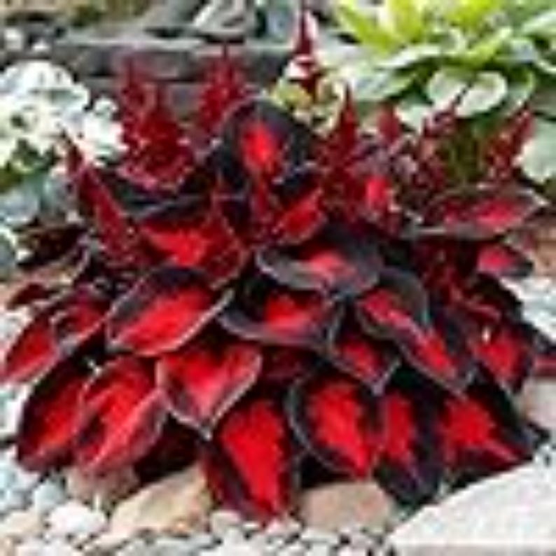 330+ Red Black Hosta Seeds – Shade-tolerant Perennials for Outdoor ...