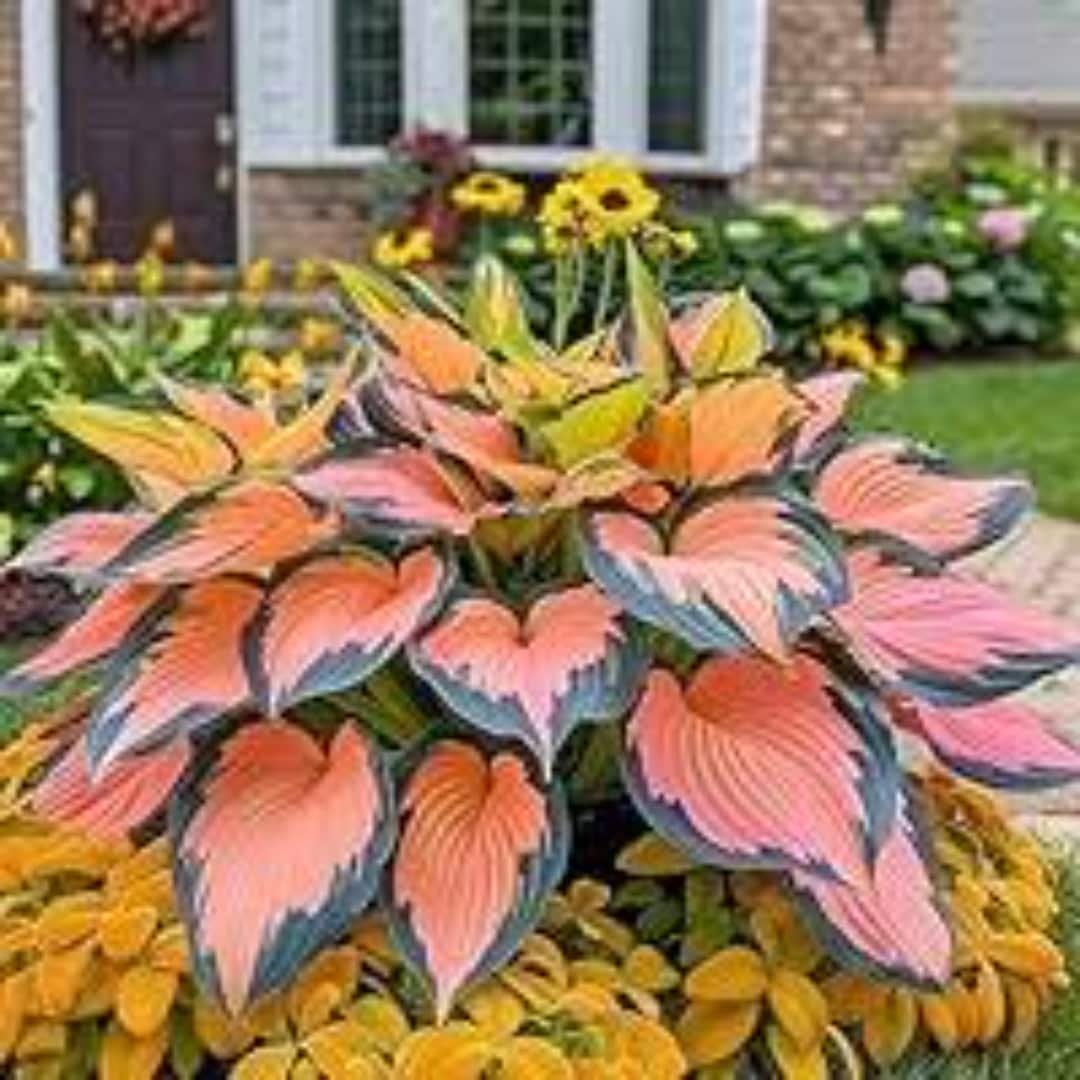 200+ Pink Black Hosta Seeds Perennial Shade Plant Non-gmo - Etsy